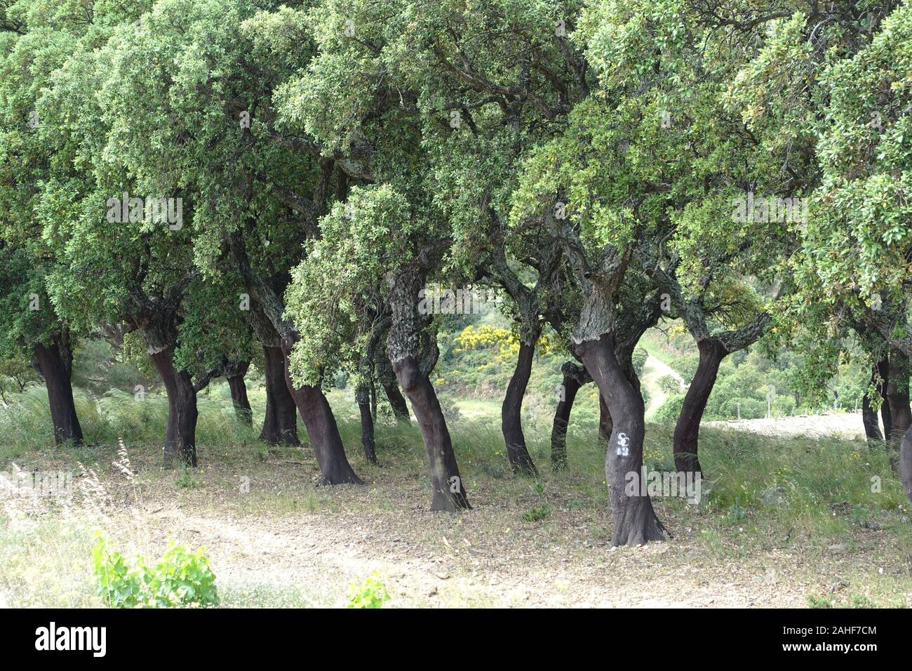 French tree laminate hi-res stock photography and images - Alamy