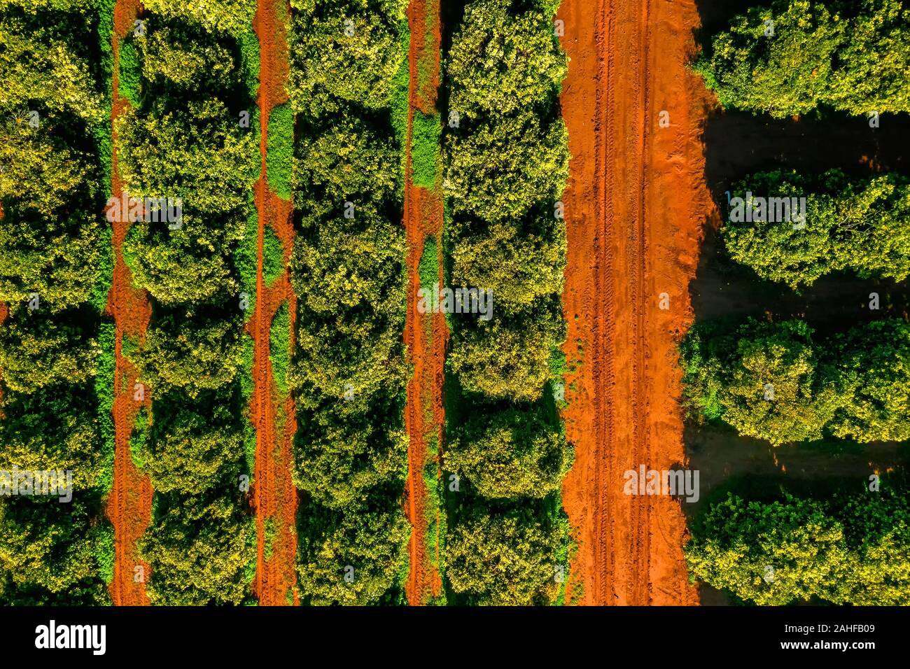 Citrus trees aerial view hi-res stock photography and images - Alamy