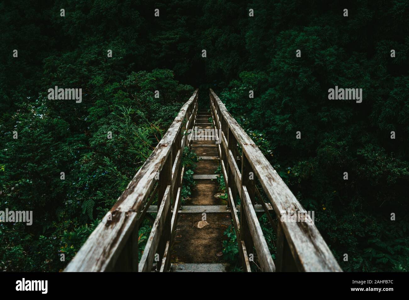 Wooden bridge in the forest Stock Photo - Alamy