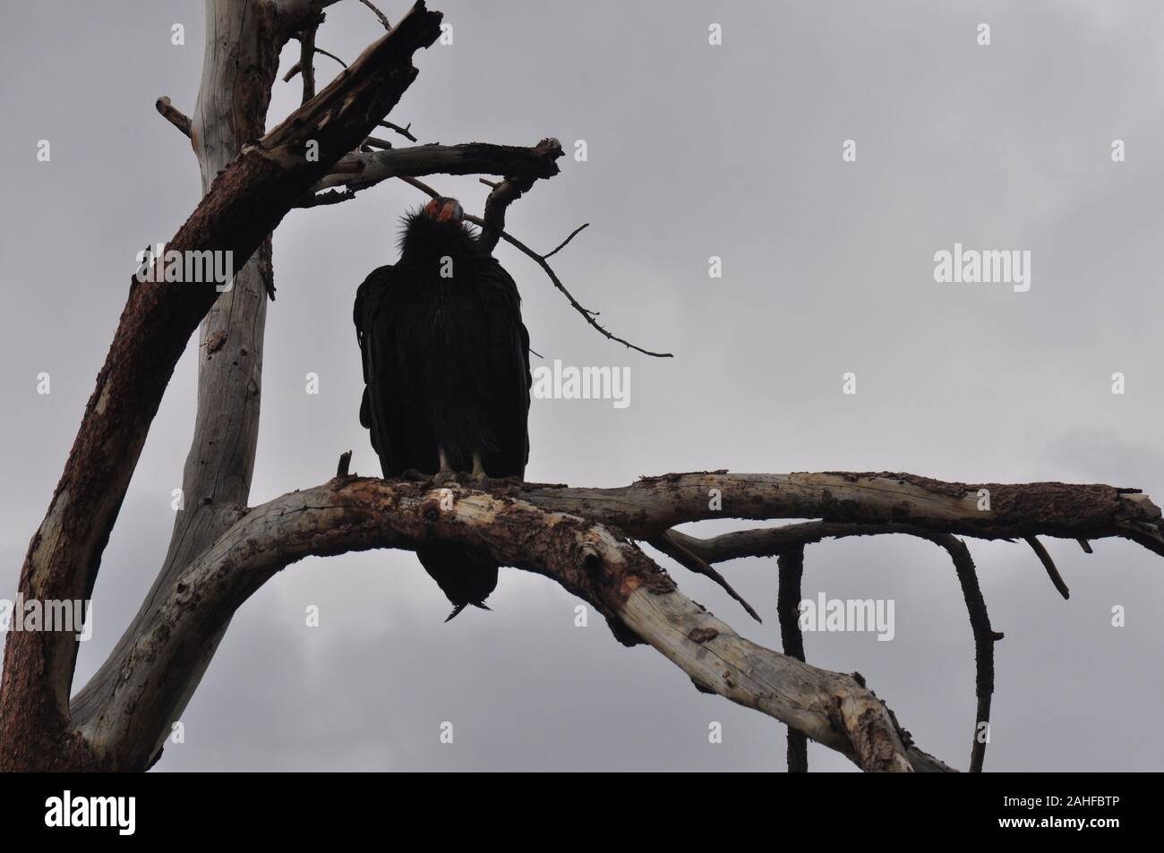 California condor grand canyon hi-res stock photography and images - Alamy