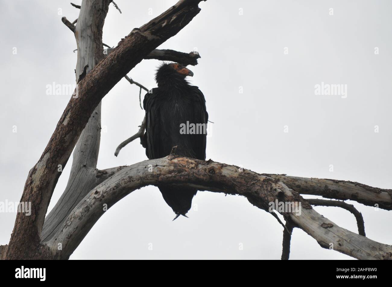 California condor grand canyon hi-res stock photography and images - Alamy