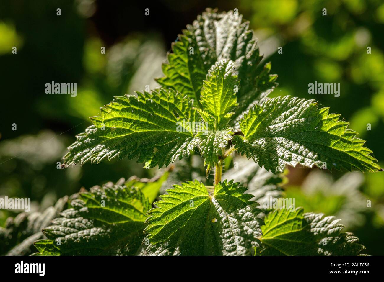 Sting nettle hi-res stock photography and images - Alamy