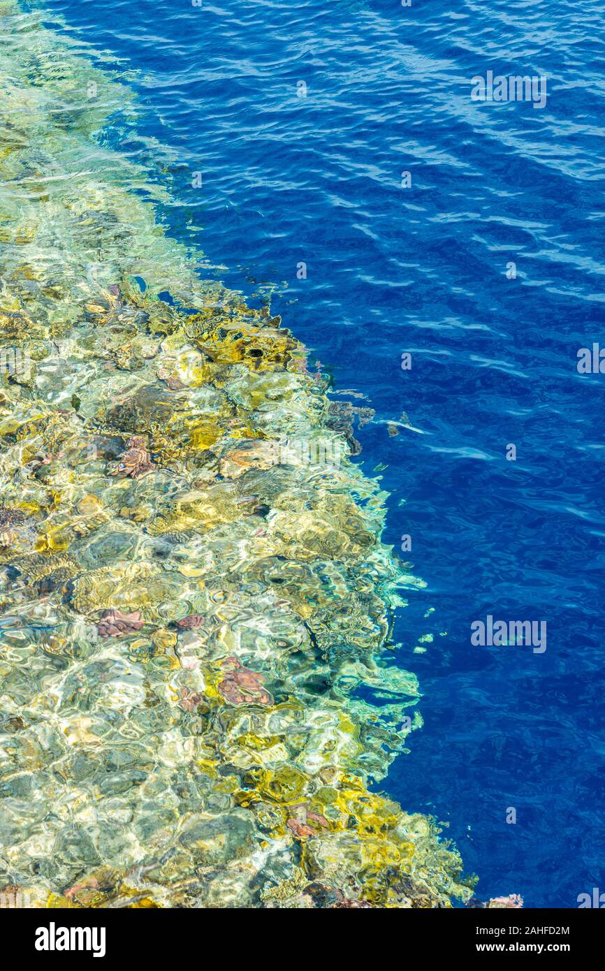 Coral reef. Clean sea. Sea vacation concept. Marine background ...