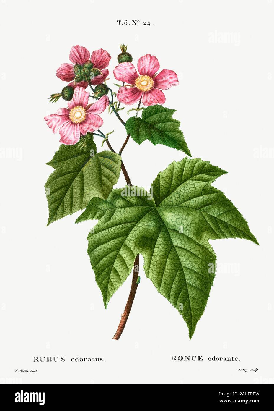 Purple flowering raspberry hi-res stock photography and images - Alamy