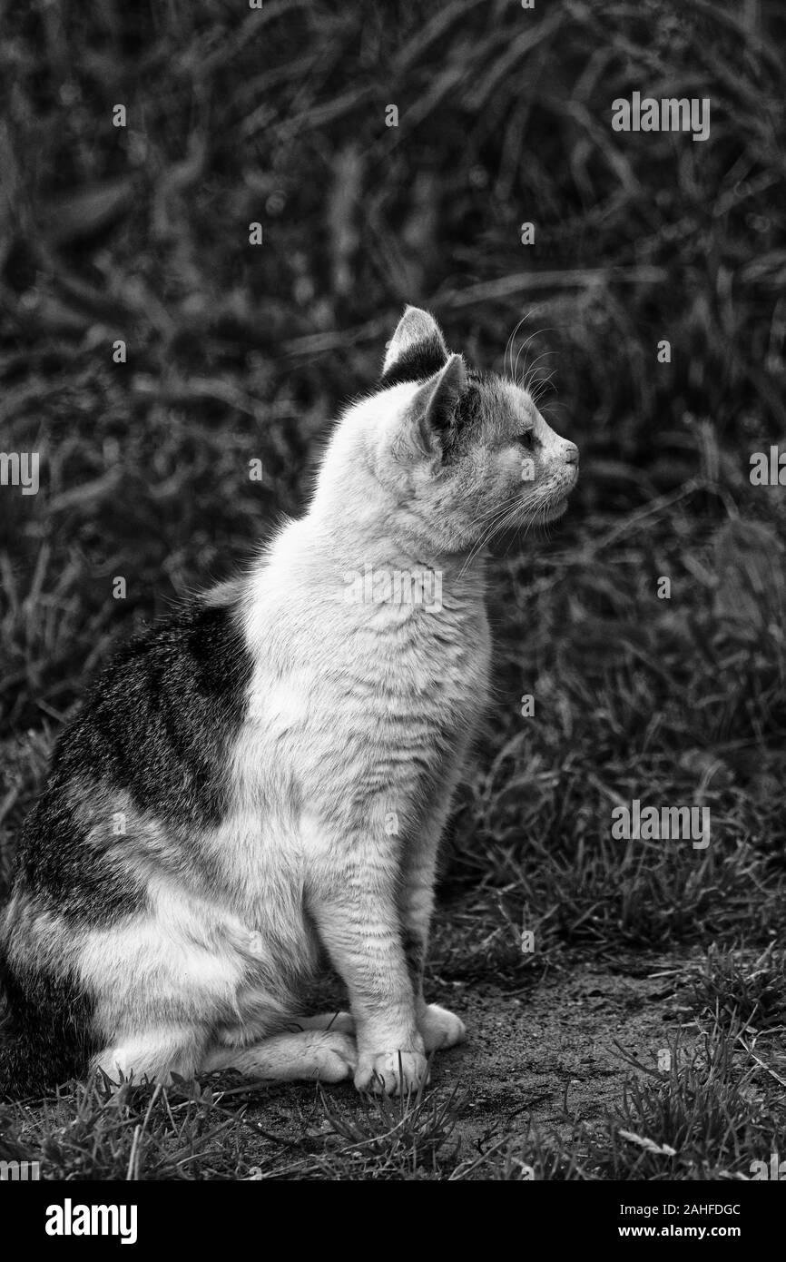 Images fluffy hi-res stock photography and images - Alamy