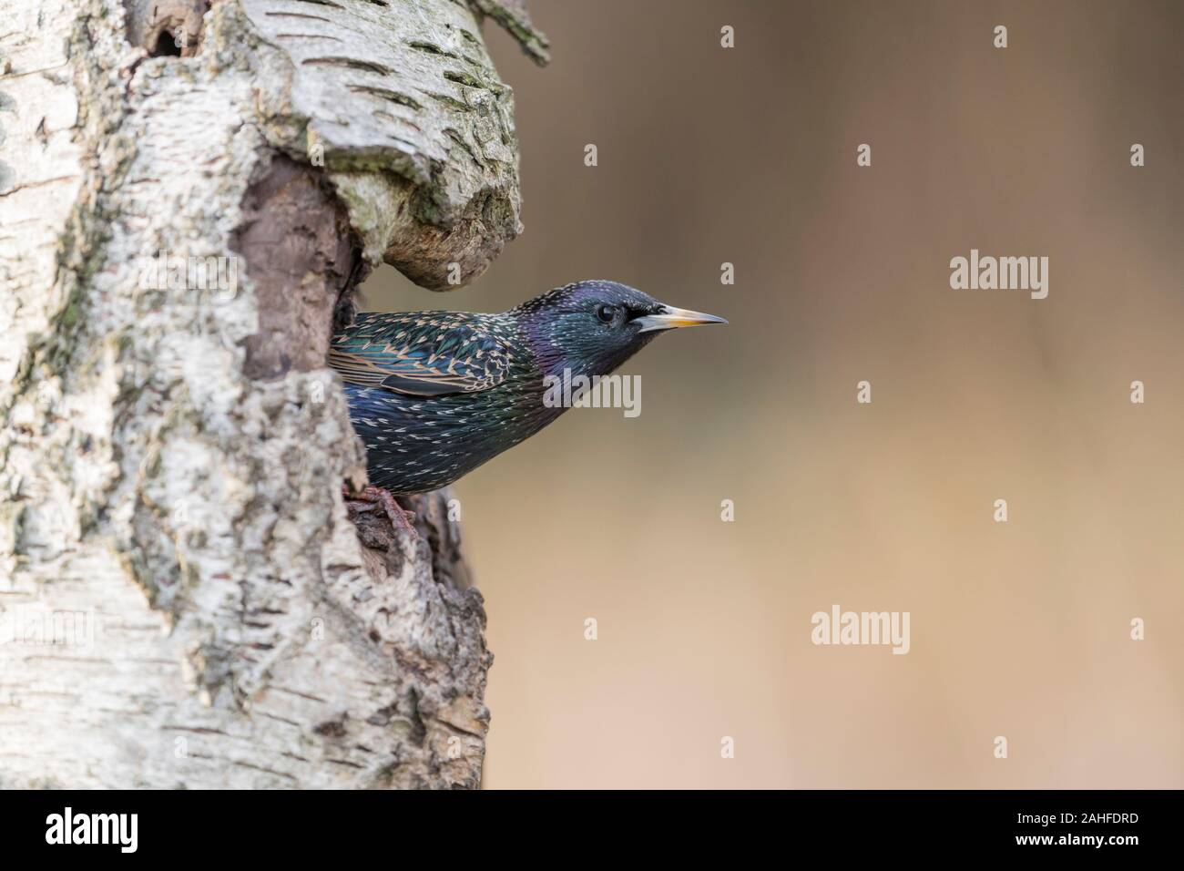 Star, Sturnus vulgaris, Common Starling Stock Photo - Alamy