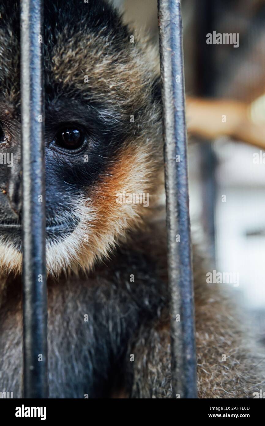 Wild monkey in captivity in zoo cage Stock Photo - Alamy