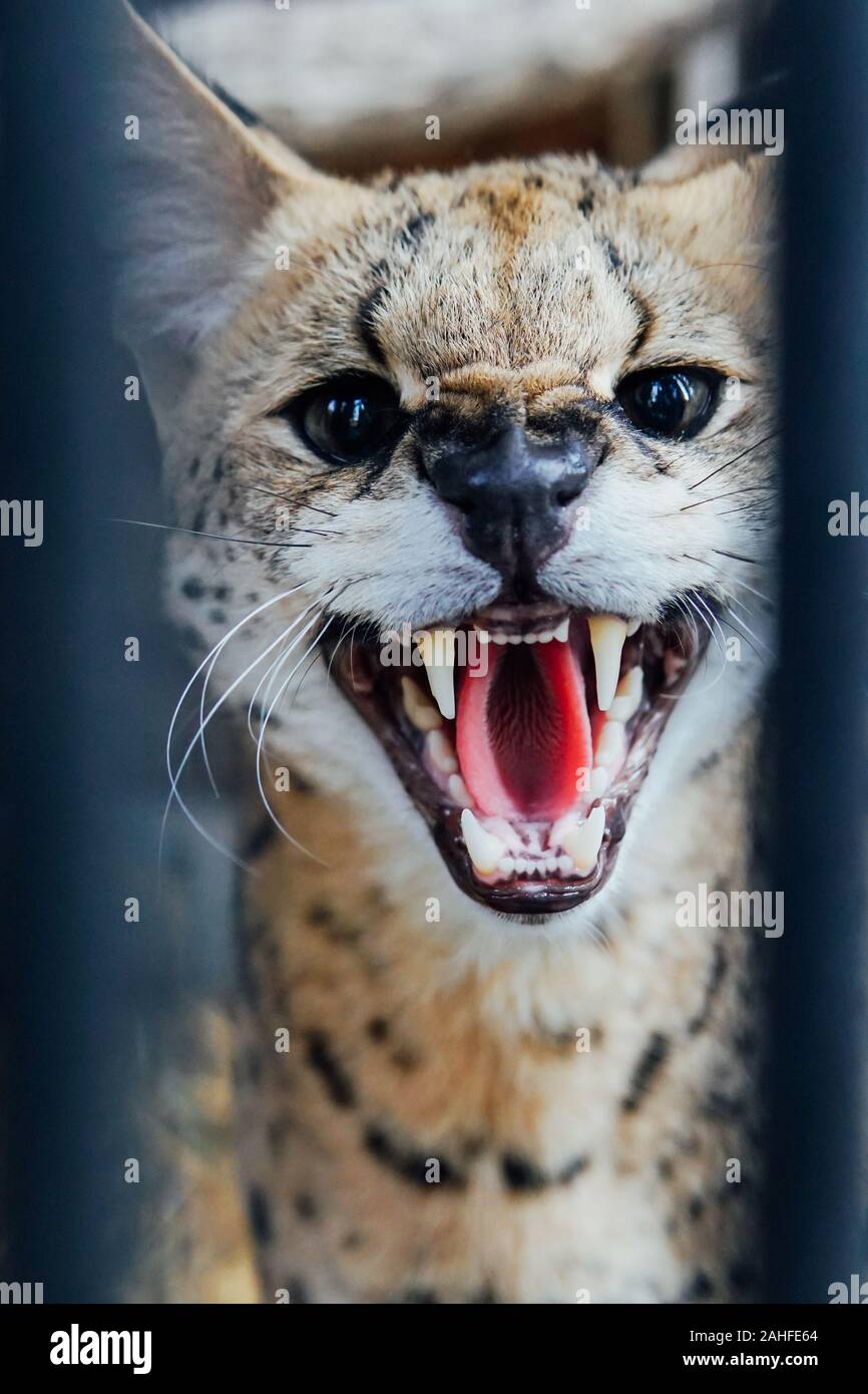 Portrait of wild cat fangs attack danger Stock Photo - Alamy