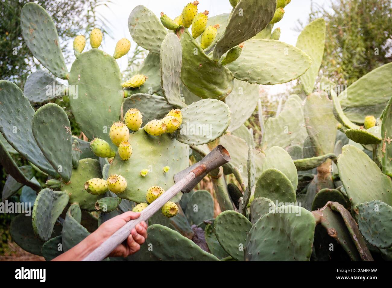 Picking prickly pears in traditional way. Apulia region, Italy Stock ...