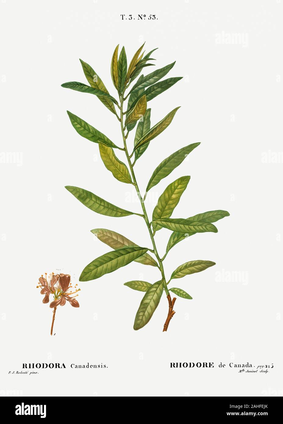 Rhodora canadensis hi-res stock photography and images - Alamy