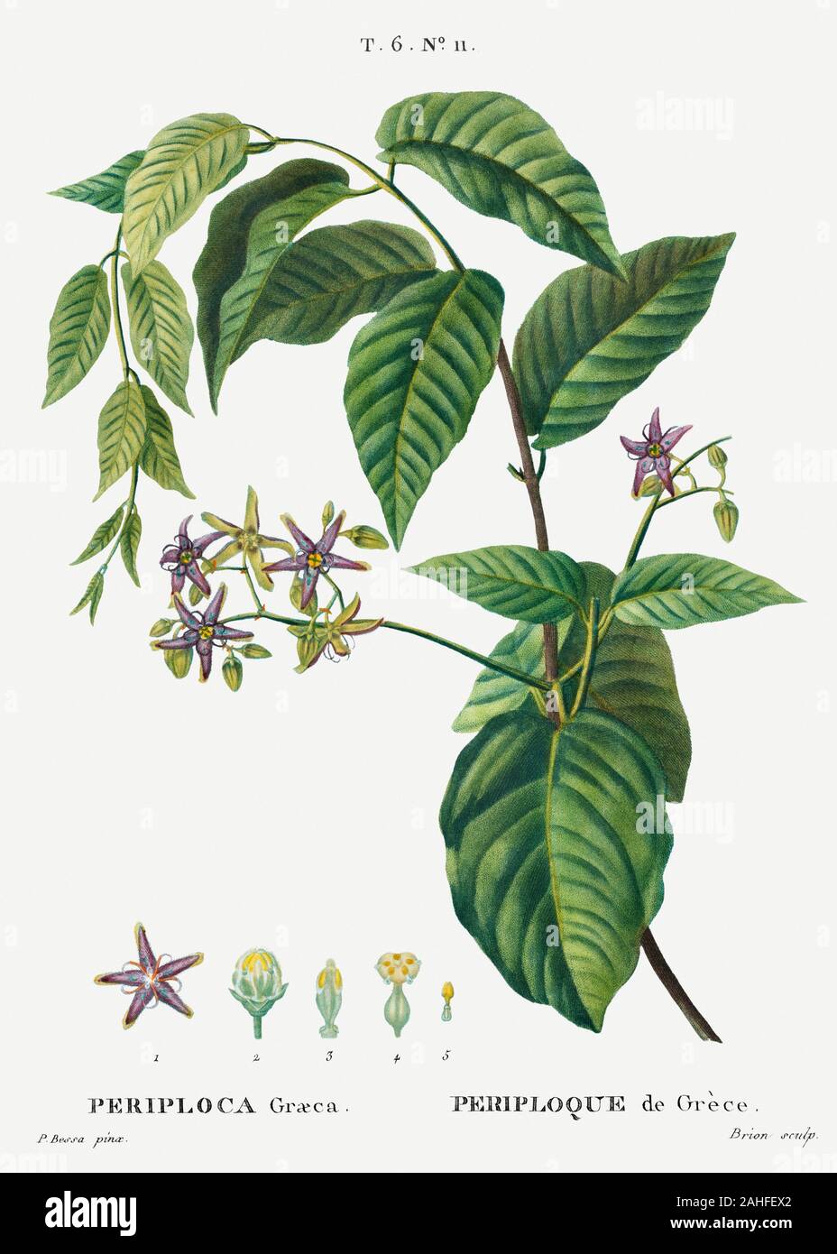 Silkvine periploca graeca hi-res stock photography and images - Alamy