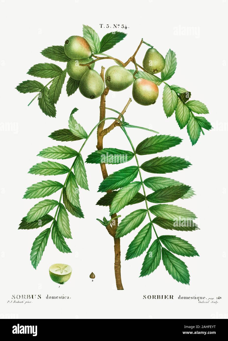 Sorbus domestica tree hi-res stock photography and images - Alamy