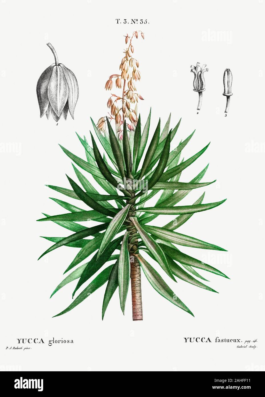 Yucca gloriosa spanish dagger hi-res stock photography and images - Alamy