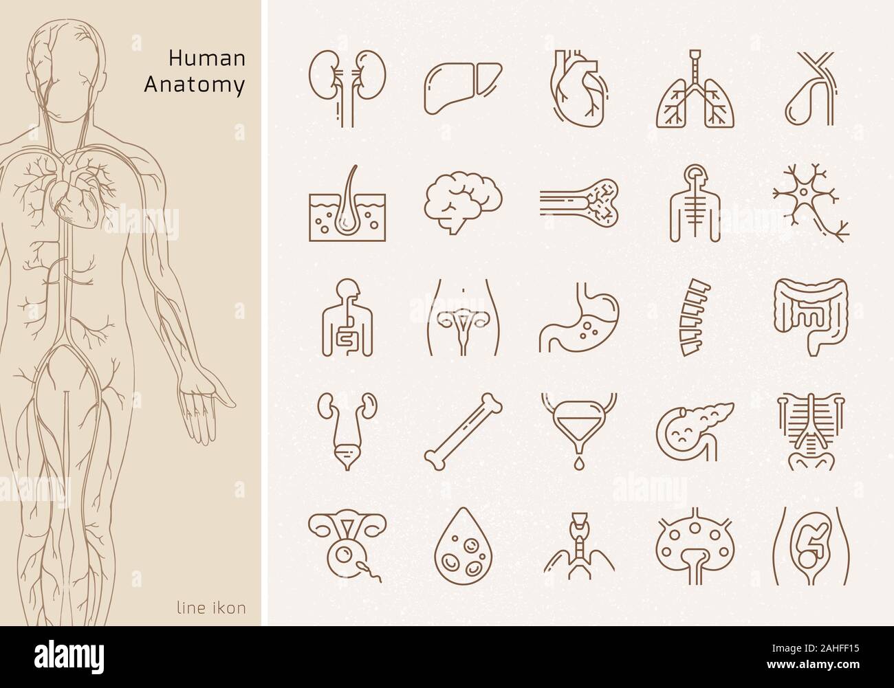 Large set of linear vector icons of human organs with signatures Stock ...