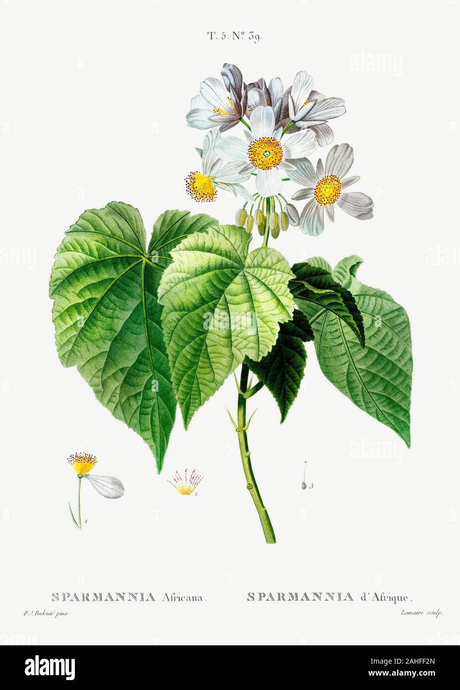 Sparmannia dafrique hi-res stock photography and images - Alamy
