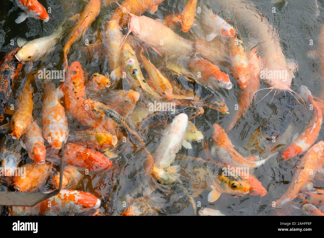 gold fish feeding Stock Photo - Alamy