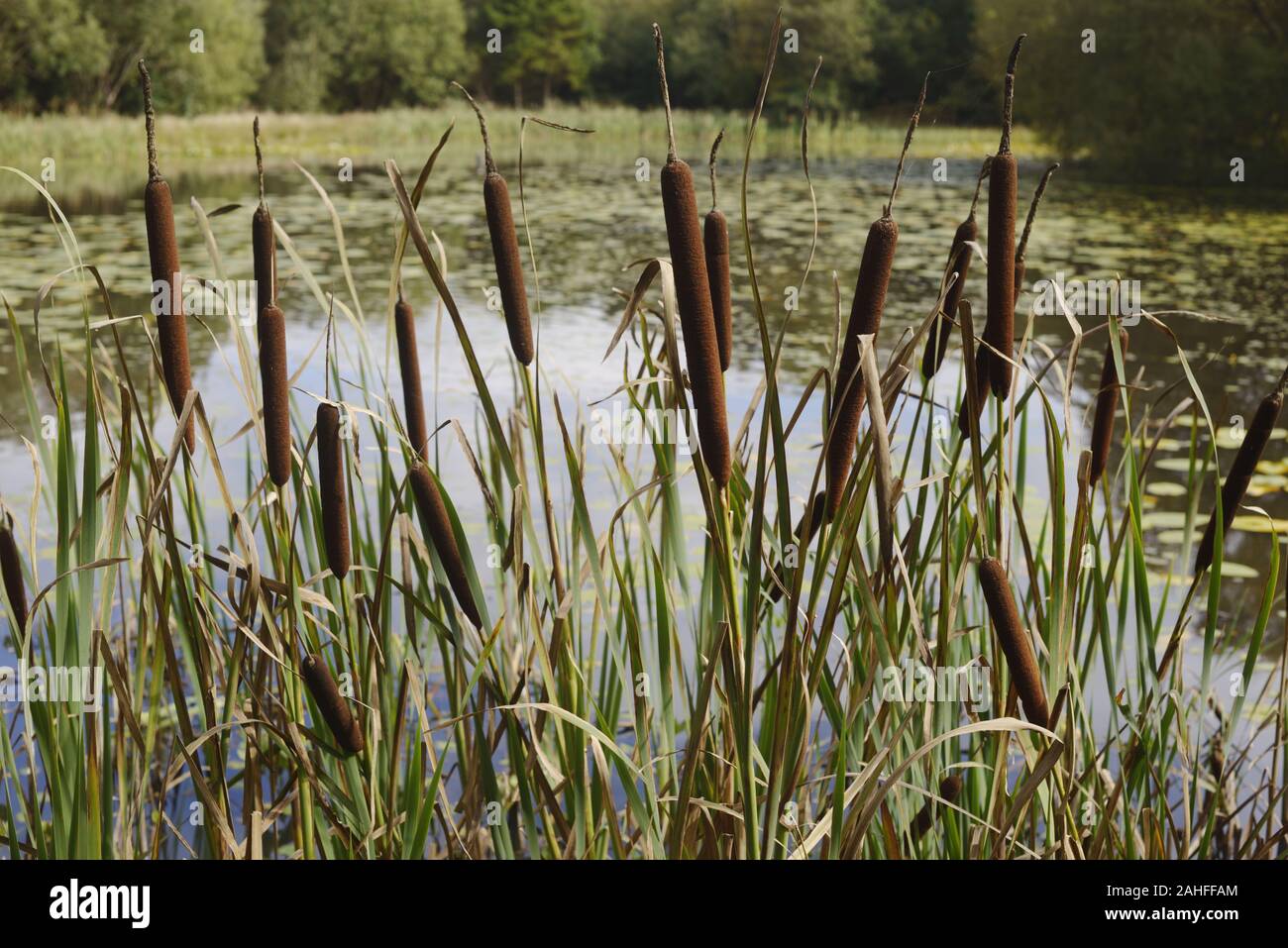 Vegetation bulrush hi-res stock photography and images - Alamy