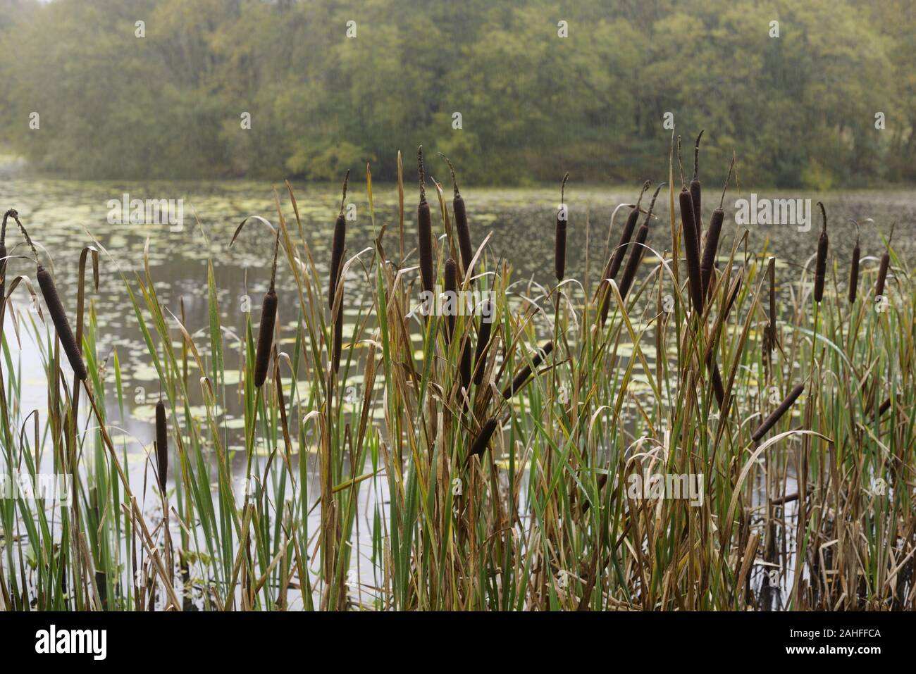 Vegetation bulrush hi-res stock photography and images - Alamy