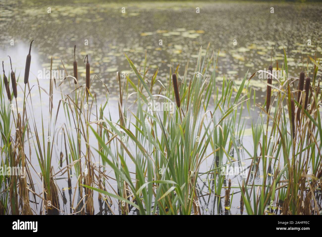 Reedmace typha latifolia hi-res stock photography and images - Alamy