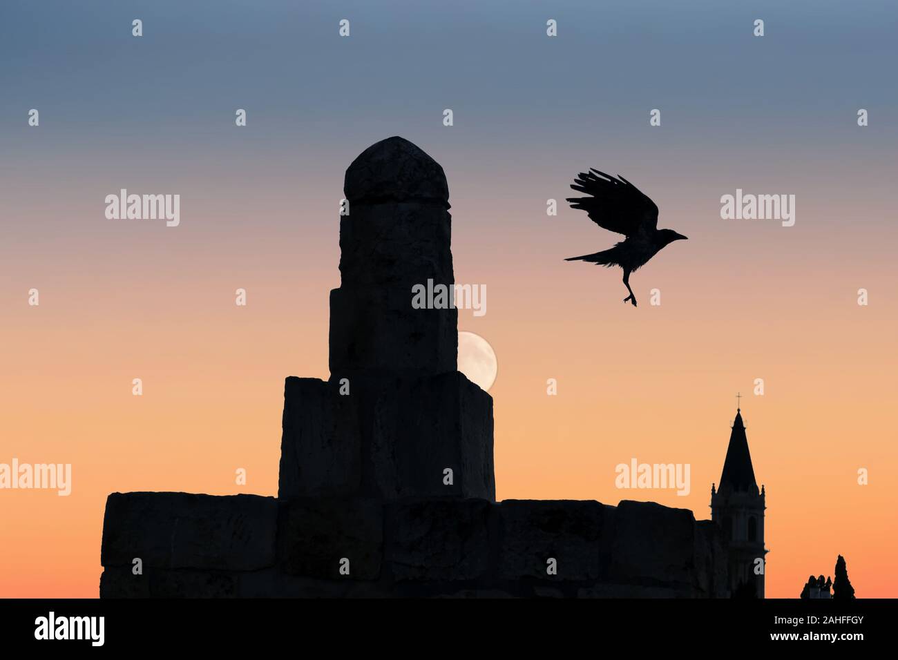 A Common Raven ( Corvus corax ) also known as the Northern Raven flying ...