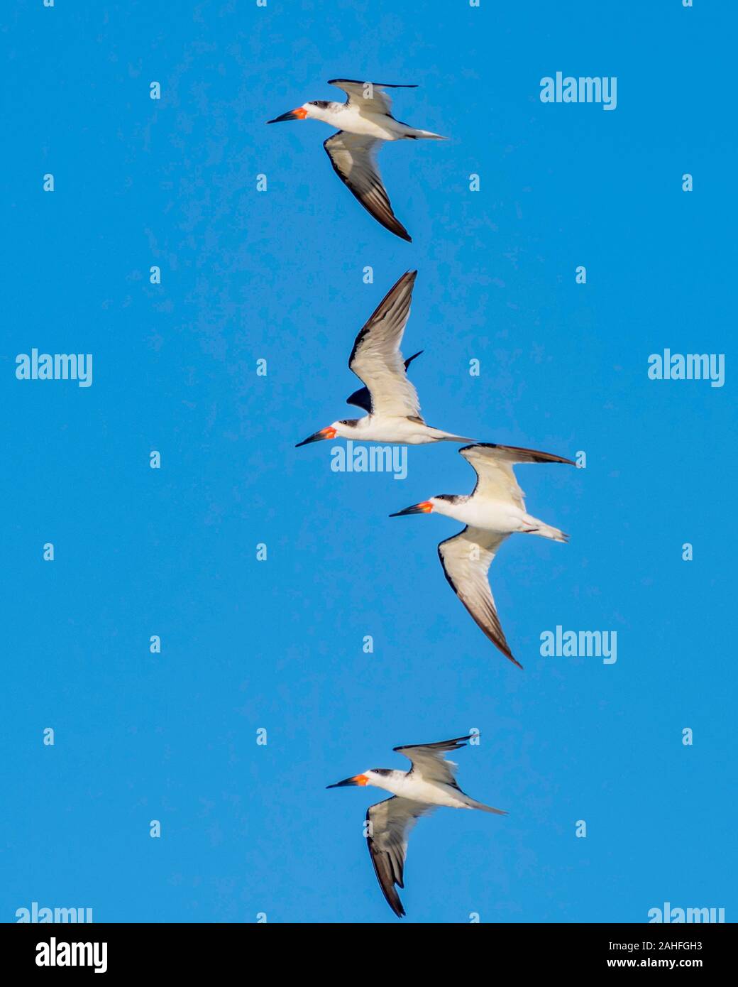Florida beach with skimmers flying by Stock Photo - Alamy