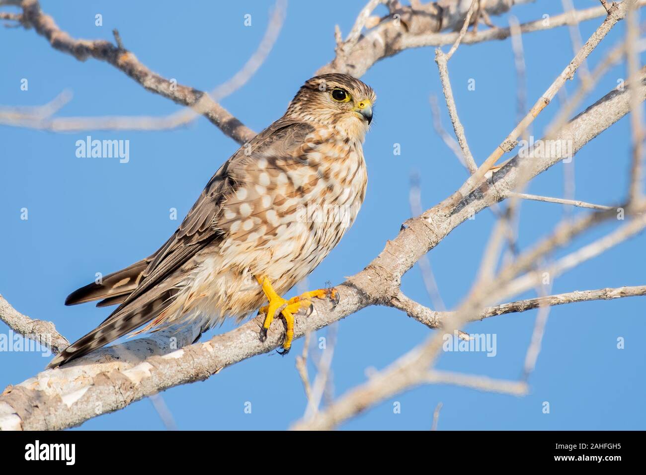 Merlin perched on a branch scanning the scenery for it's next meal ...