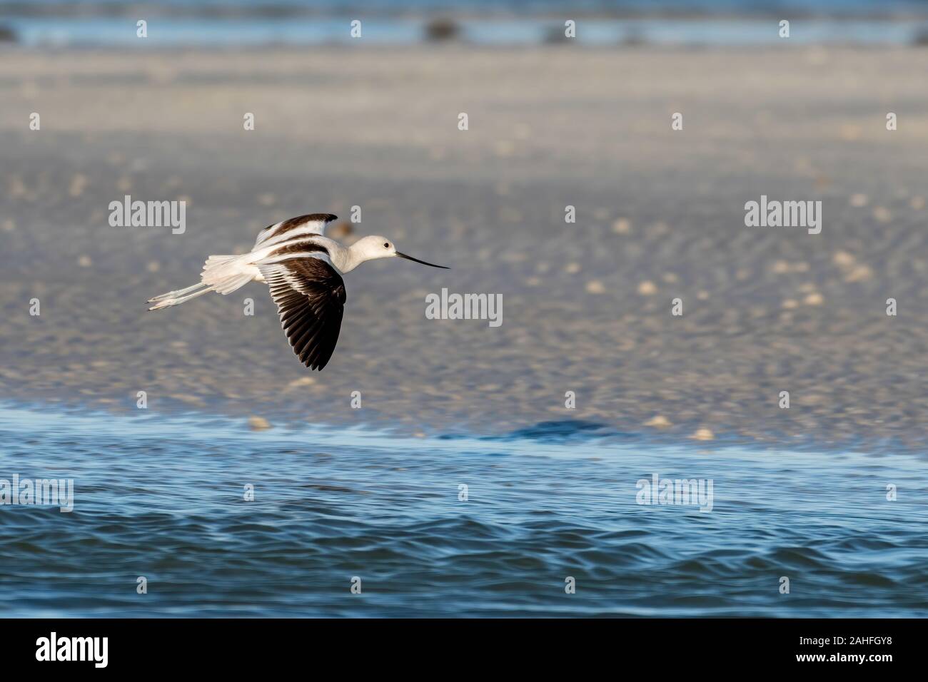 Curved bill birds hi-res stock photography and images - Alamy