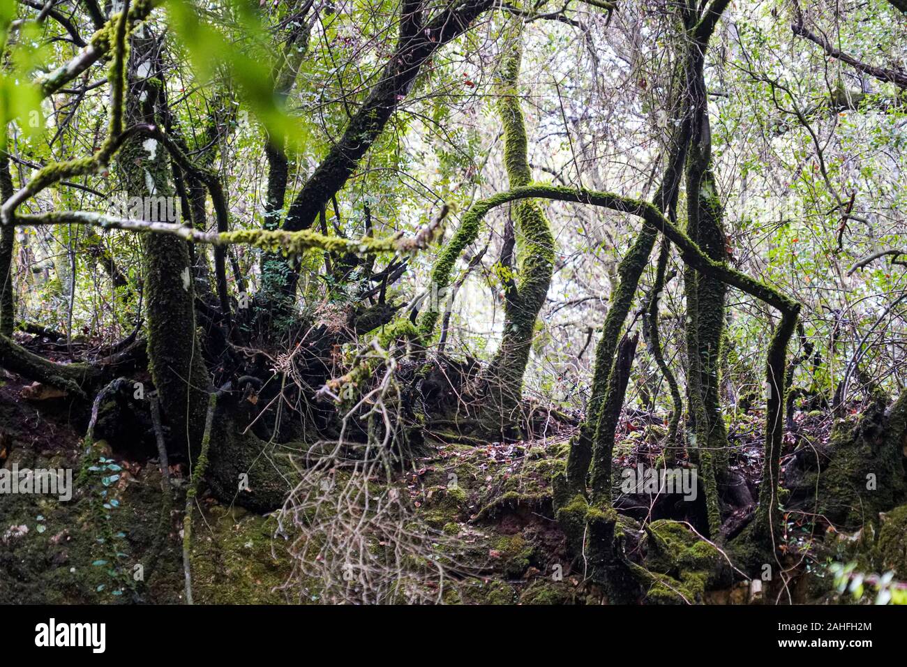 Mystical Woods High Resolution Stock Photography and Images - Alamy