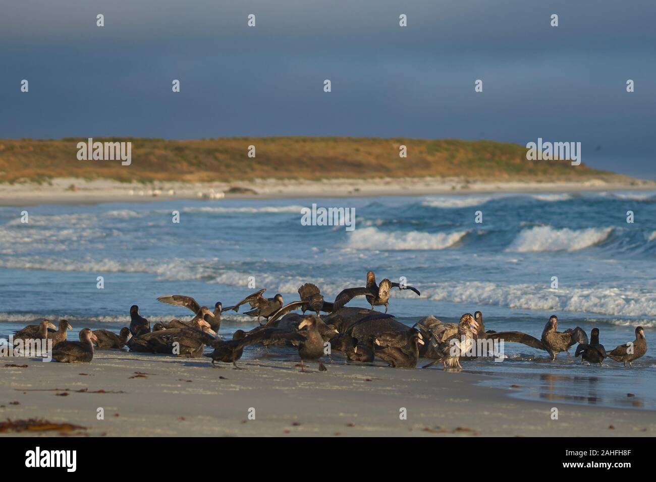Mixed group Southern Giant Petrel (Macronectes giganteus) and Northern ...