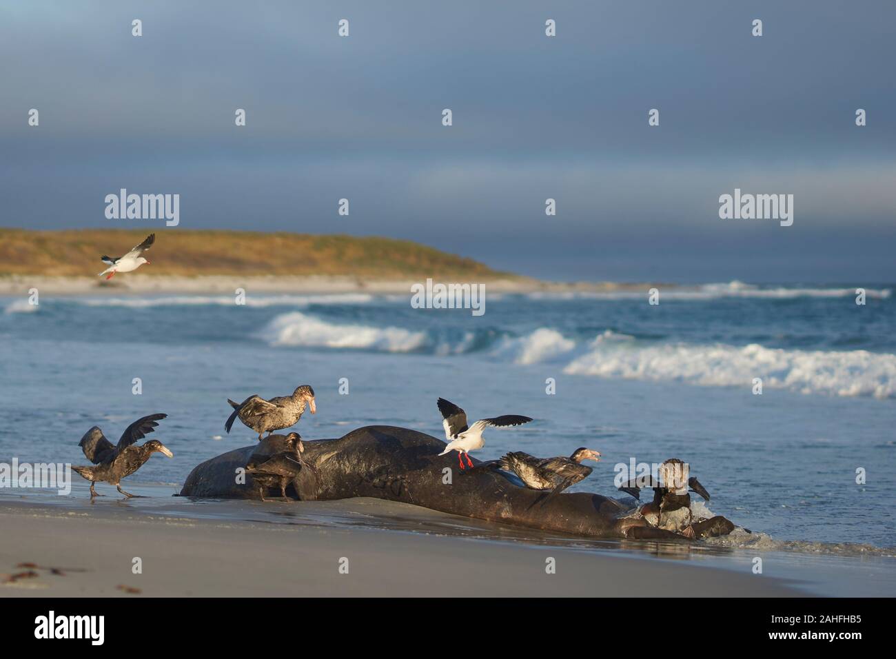 Mixed group Southern Giant Petrel (Macronectes giganteus) and Northern ...