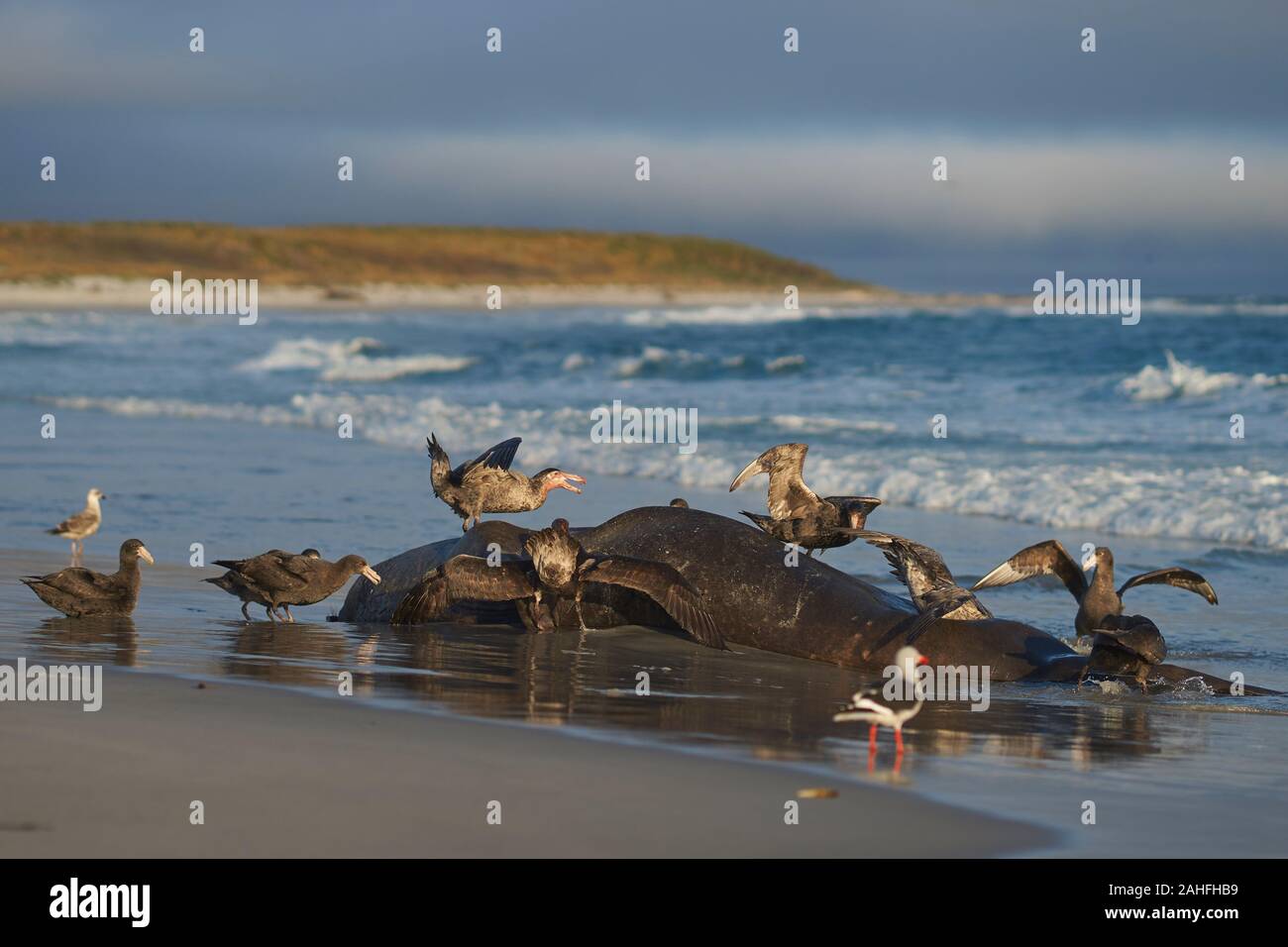 Mixed group Southern Giant Petrel (Macronectes giganteus) and Northern ...