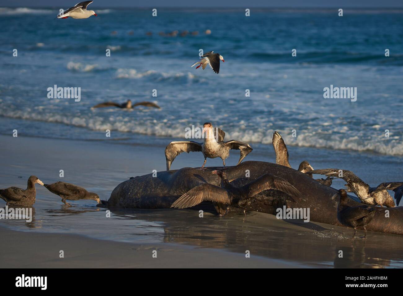 Mixed group Southern Giant Petrel (Macronectes giganteus) and Northern ...