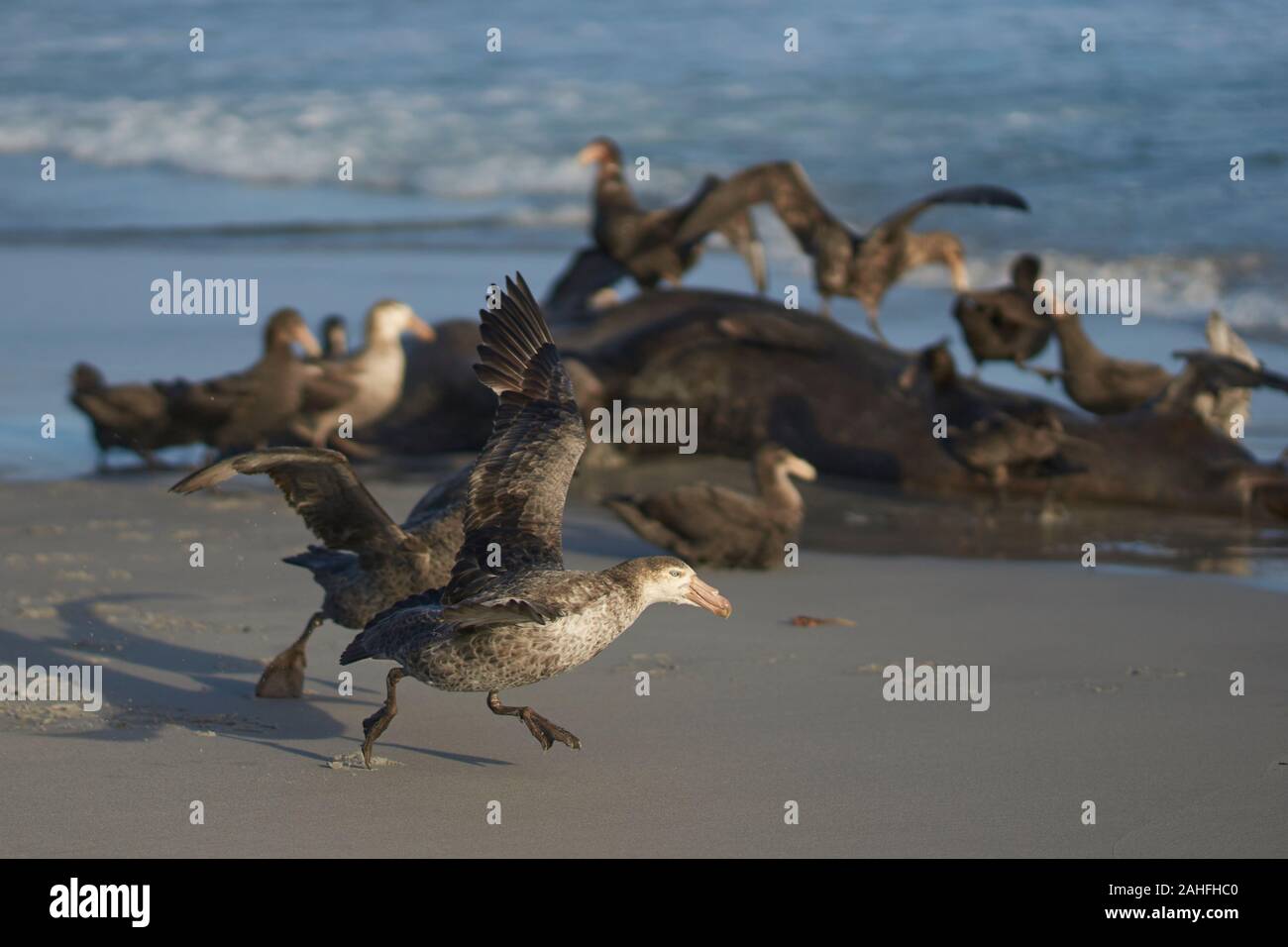 Northern Giant Petrel (Macronectes halli) taking off from the beach on ...