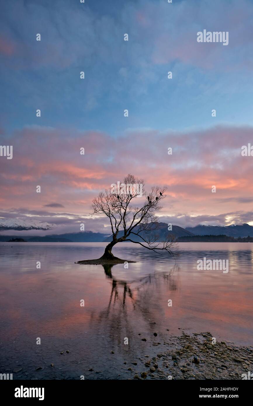 Lake wanaka new zealand tree hi-res stock photography and images - Alamy