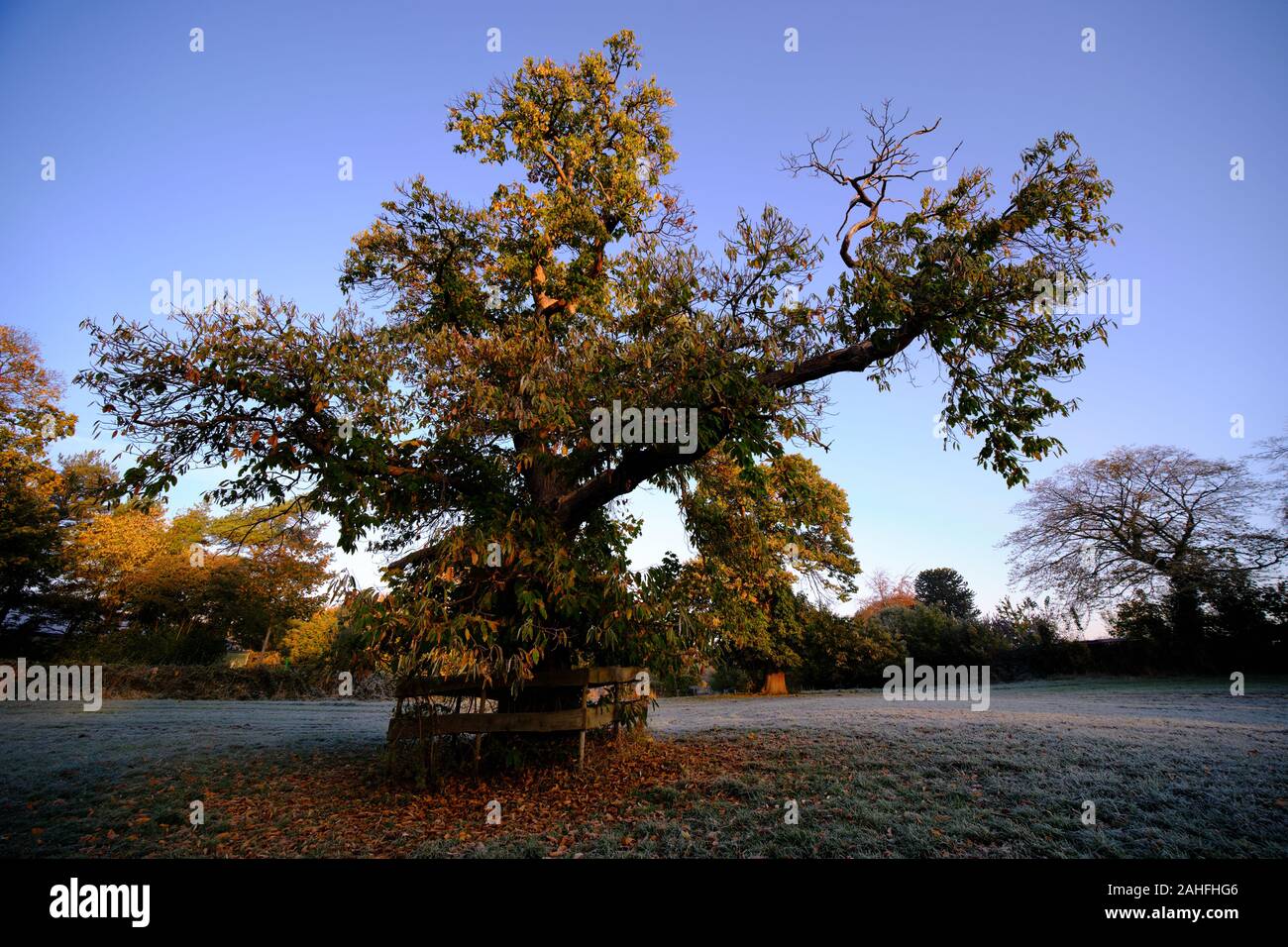 Chestnut trees on a frosty meadow under the blue morning sky during ...