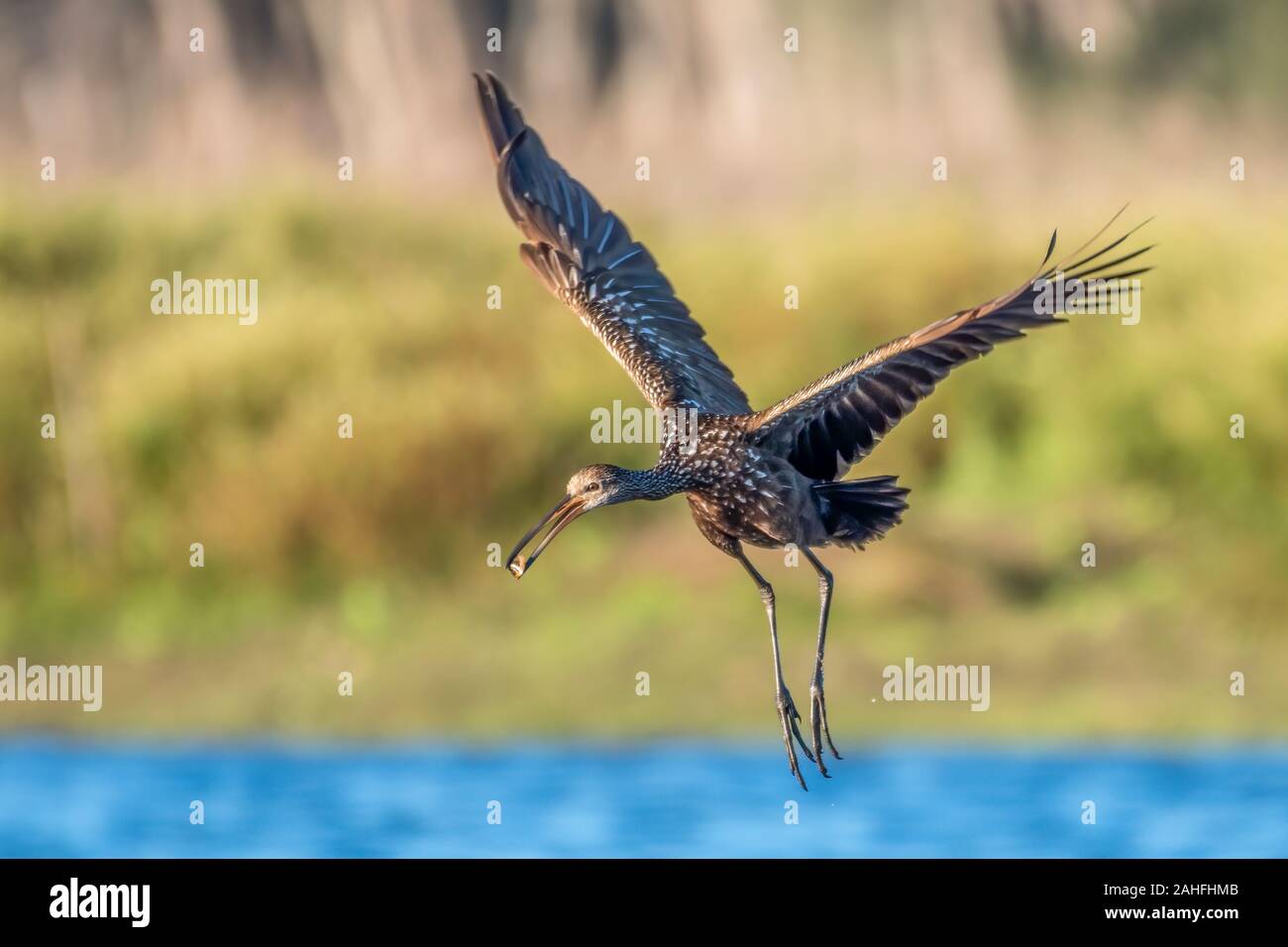 Limpkin soaring with wings up and neck outstretched Stock Photo - Alamy