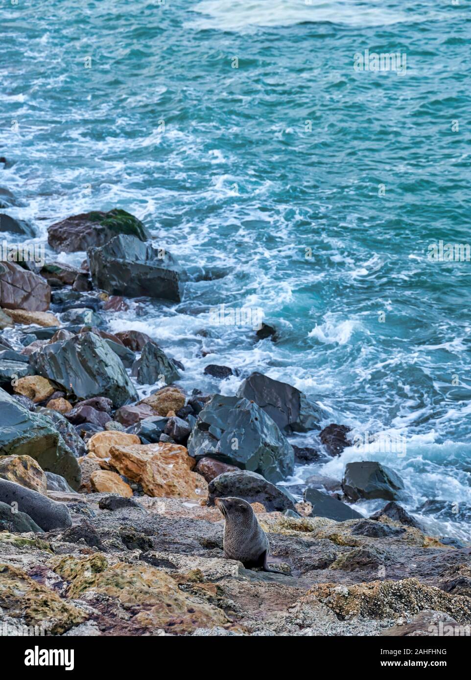 Seal bay new zealand hi-res stock photography and images - Alamy