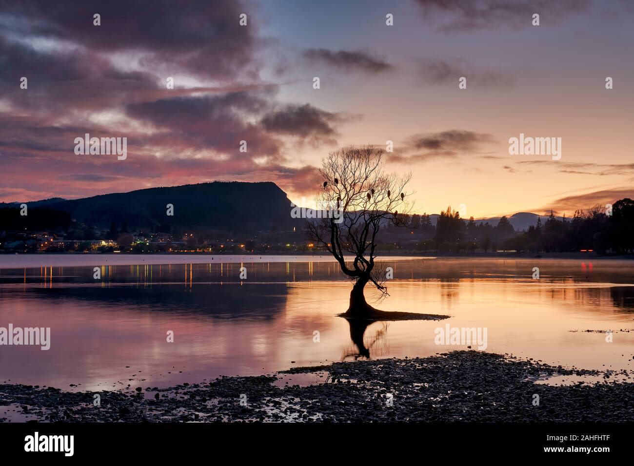 Lake wanaka new zealand tree hi-res stock photography and images - Alamy