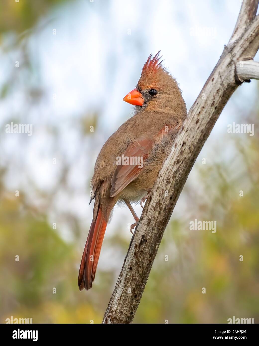 Songbird in tree in florida hi-res stock photography and images - Alamy