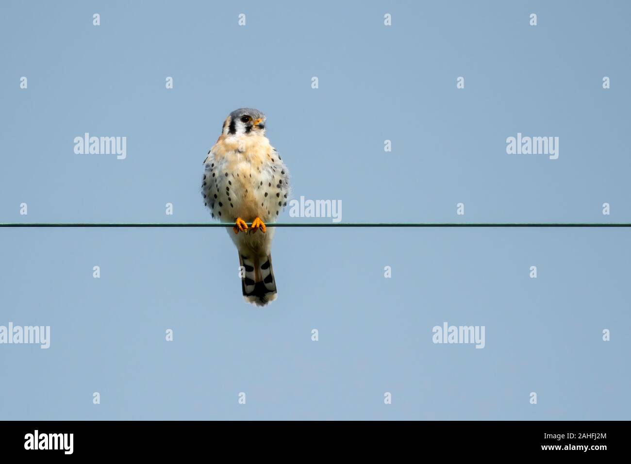 American Kestrel on a wire Stock Photo - Alamy