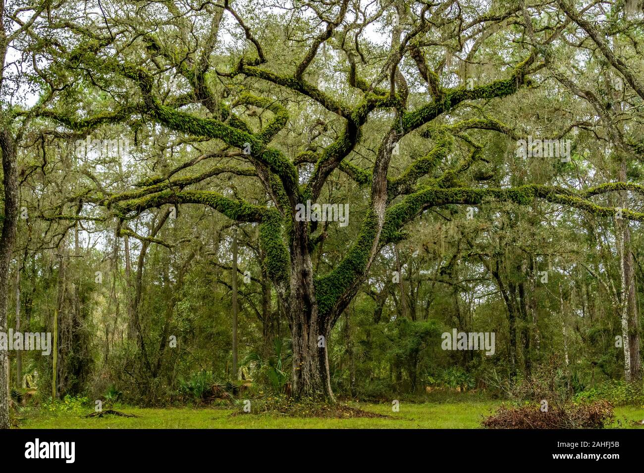 Large tree covered in moss - green Stock Photo - Alamy