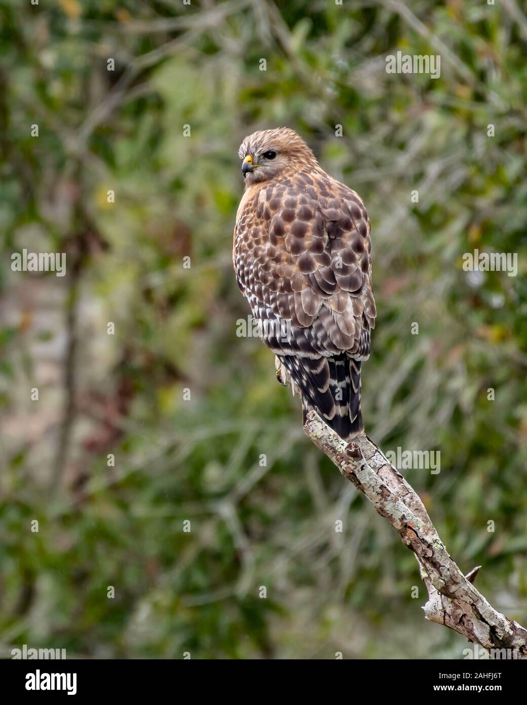 Hawk red beak hi-res stock photography and images - Alamy