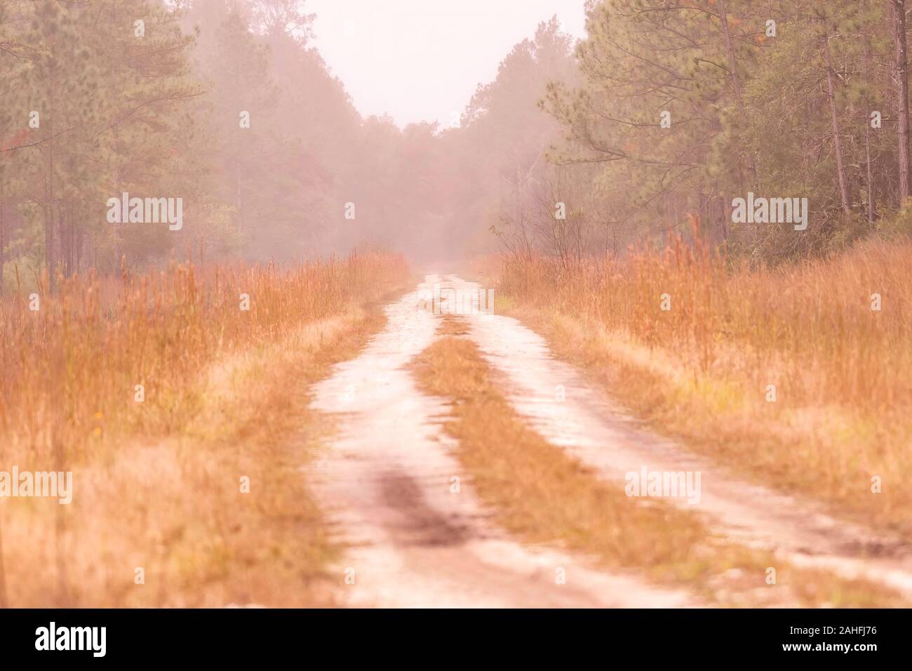 Gravel road through the wilderness in Florida - fall colors Stock Photo ...