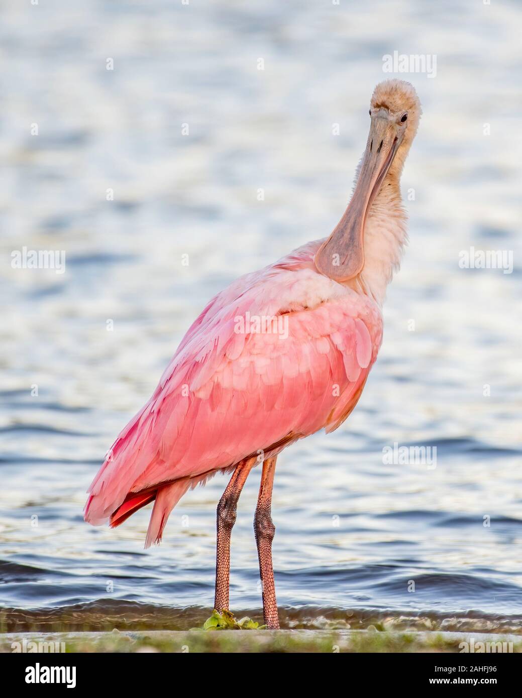 Roseate spoonbill preening his pink feathers - Florida USA Stock Photo ...
