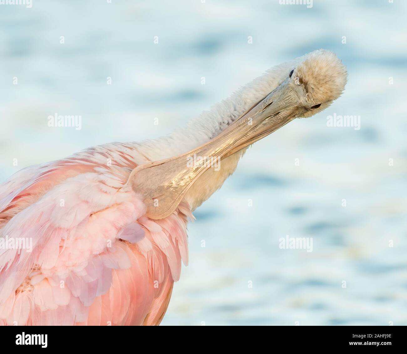 Roseate spoonbill preening his pink feathers - Florida USA Stock Photo ...