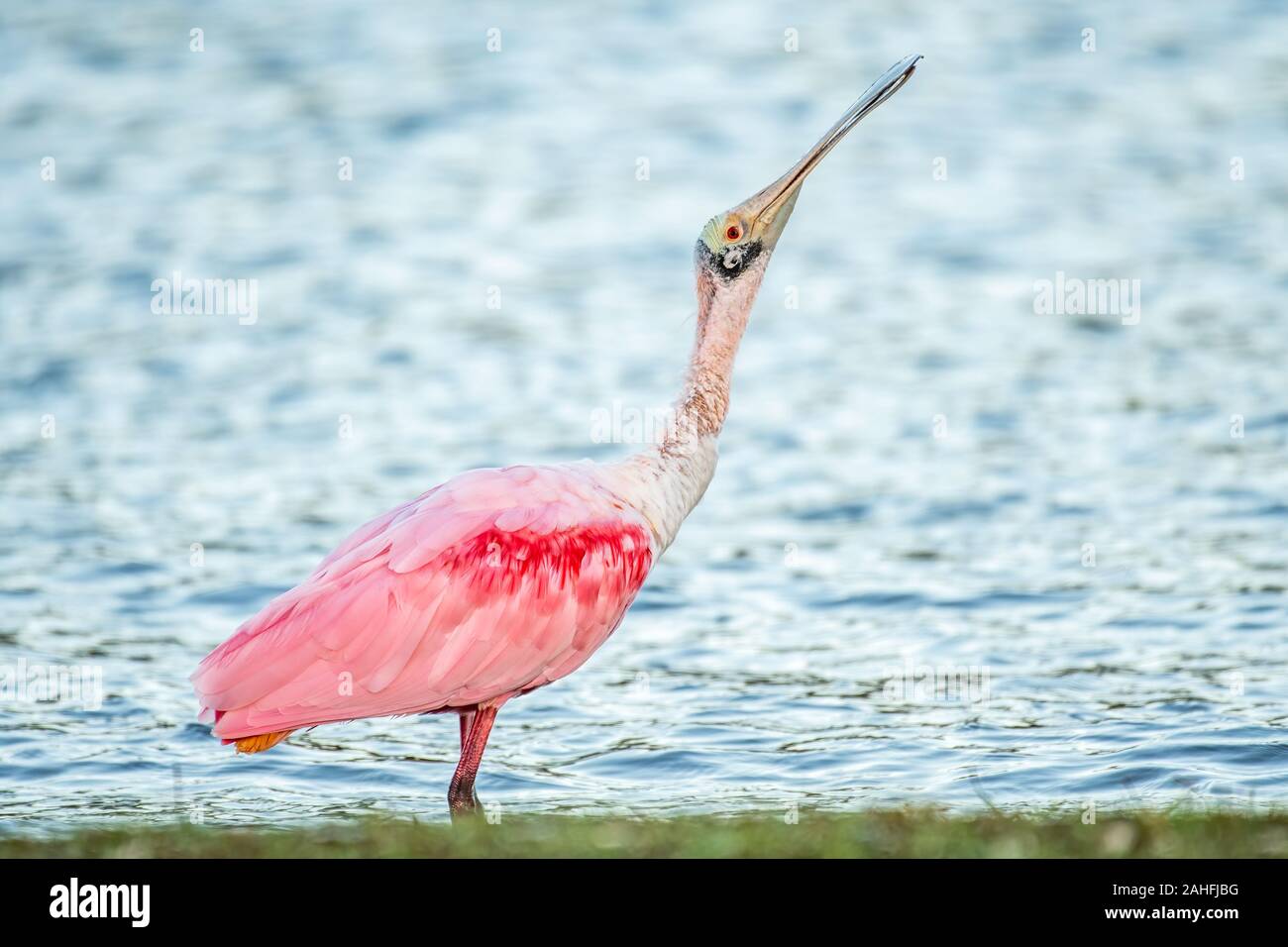 Roseate spoonbill with stretched out neck and bill - Florida, USA Stock ...