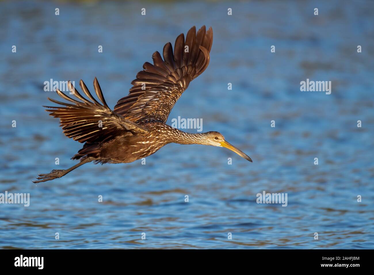 Soaring water bird hi-res stock photography and images - Alamy