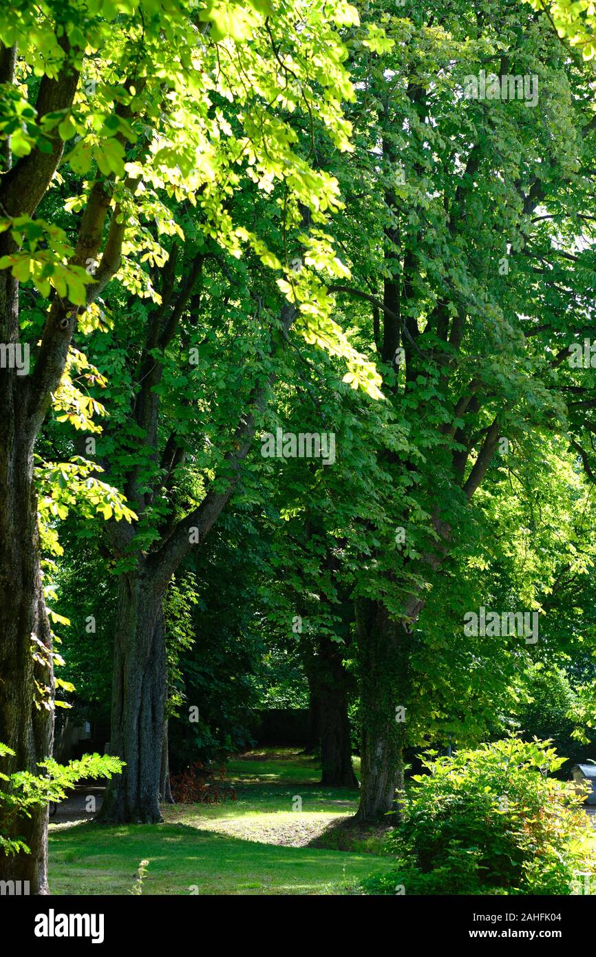 Big chestnut hi-res stock photography and images - Alamy