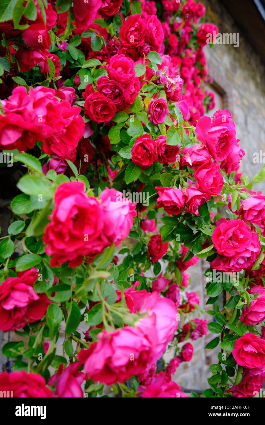 Red climbing roses hi-res stock photography and images - Alamy