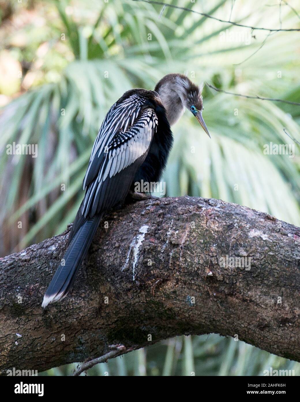 Anhinga bird female perched displaying its body, head, beak, wings in ...